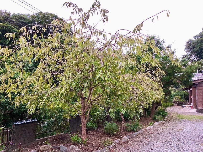 敷地250坪一棟貸し「伝統的入母屋造りの平屋古民家と現代的インテリアの融合」の写真13