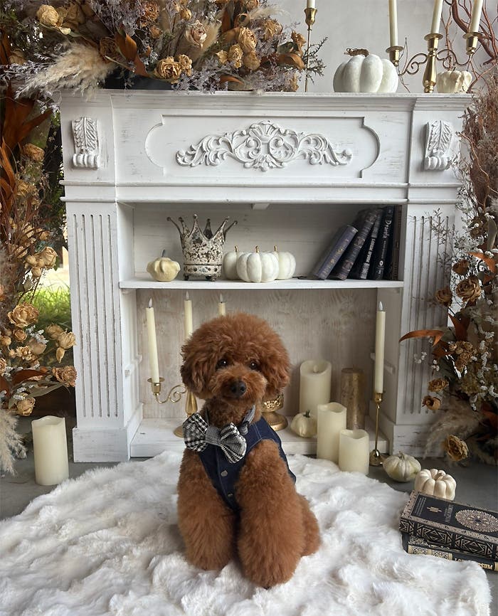 ペット撮影ＯＫ！ドライフラワーで装飾された異空間で撮影しませんか？の写真2