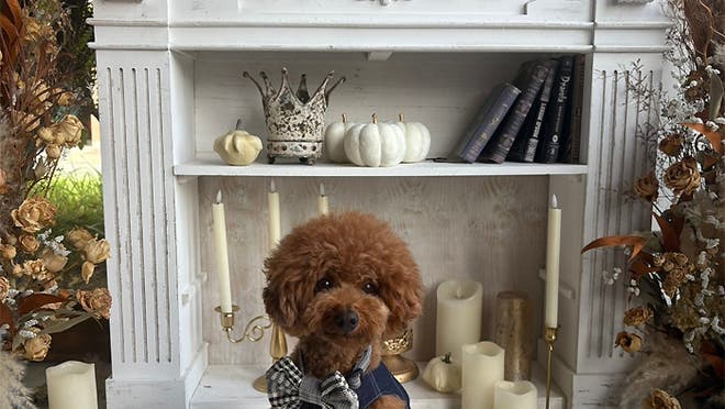 ペット撮影OK!ドライフラワーで装飾された異空間で撮影しませんか?の写真2