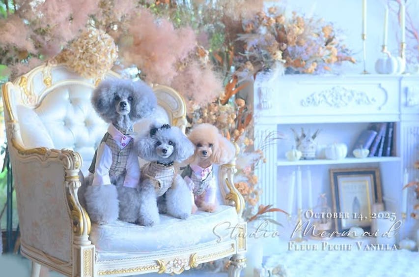 ペット撮影ＯＫ！ドライフラワーで装飾された異空間で撮影しませんか？の写真4