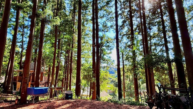【食材付き日帰りBBQ+サウナ】森の中の専用スペース、誰にも邪魔されない貸切空間、サウナも水風呂も入りたい放題♪の写真3