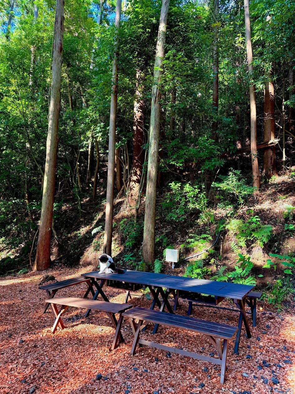 【食材付き日帰りBBQ＋サウナ】森の中の専用スペース、誰にも邪魔されない貸切空間、サウナも水風呂も入りたい放題♪の写真5