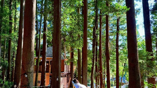 【食材付き日帰りBBQ+サウナ】森の中の専用スペース、誰にも邪魔されない貸切空間、サウナも水風呂も入りたい放題♪の写真6