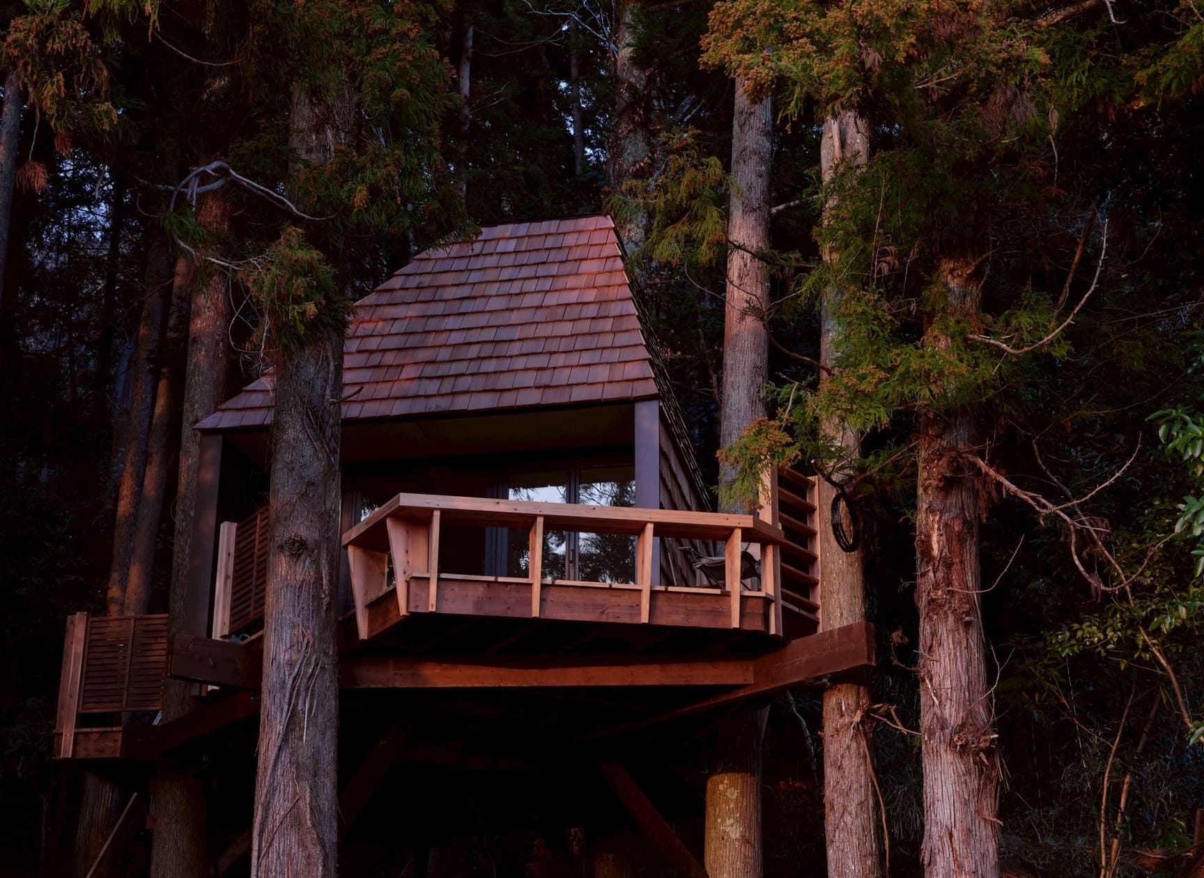 《木の上で、自分だけの時間を》の写真2