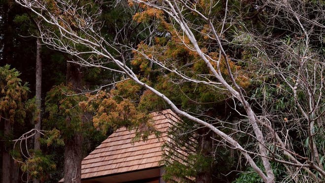 《木の上で、自分だけの時間を》の写真3