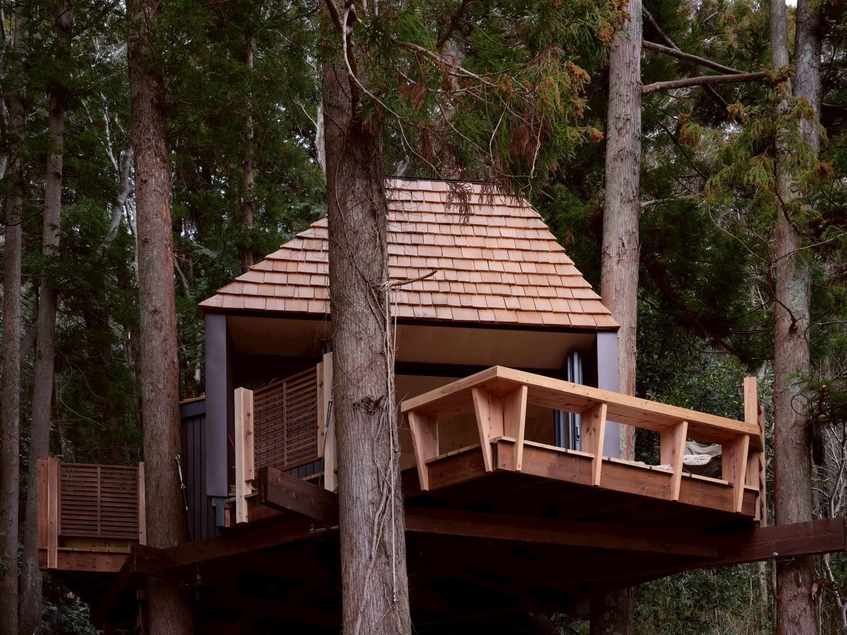 《木の上で、自分だけの時間を》の写真4