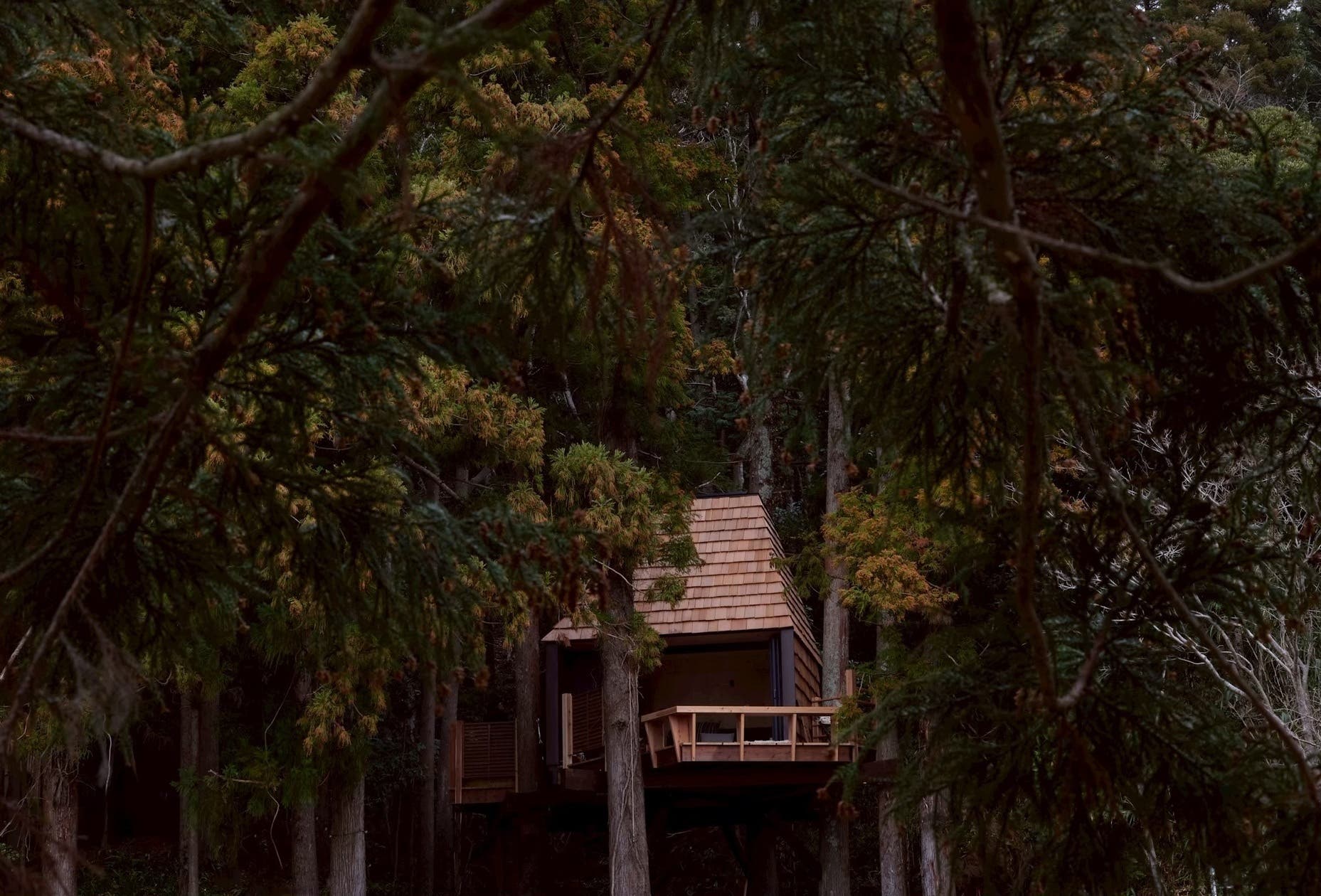 《木の上で、自分だけの時間を》の写真5