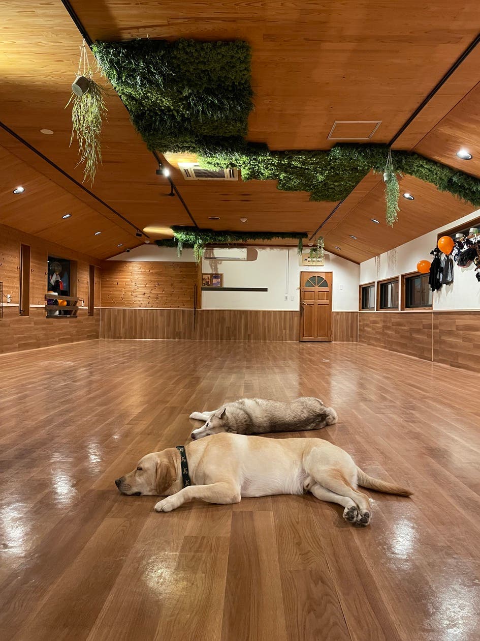 雨でも猛暑でも走れる、県央エリア最大級の「完全屋内ドッグラン」。貸切で快適＆安全。の写真2