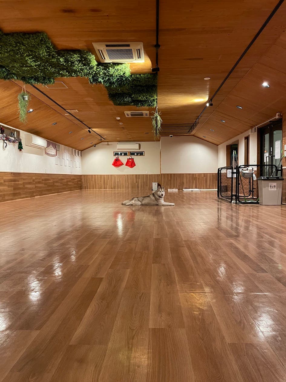 雨でも猛暑でも走れる、県央エリア最大級の「完全屋内ドッグラン」。貸切で快適＆安全。の写真3