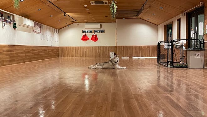 雨でも猛暑でも走れる、県央エリア最大級の「完全屋内ドッグラン」。貸切で快適&安全。の写真3