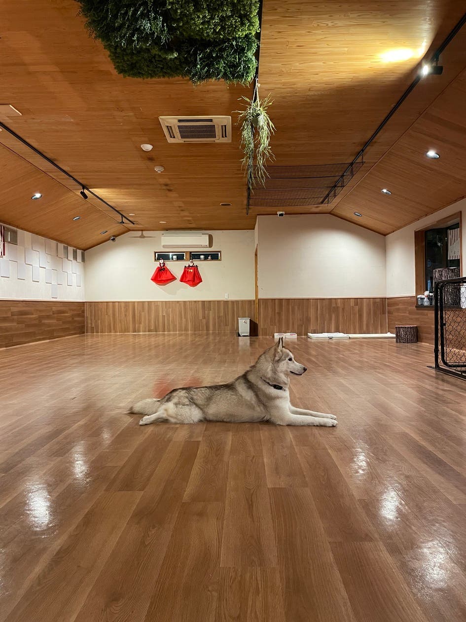 雨でも猛暑でも走れる、県央エリア最大級の「完全屋内ドッグラン」。貸切で快適＆安全。の写真4