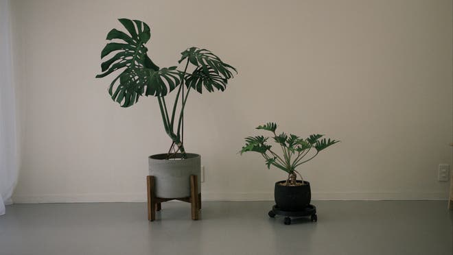 【new】自然光◎撮影・ポートレートに最適なスタジオ| 東府中7分・大国魂神社近くの写真8