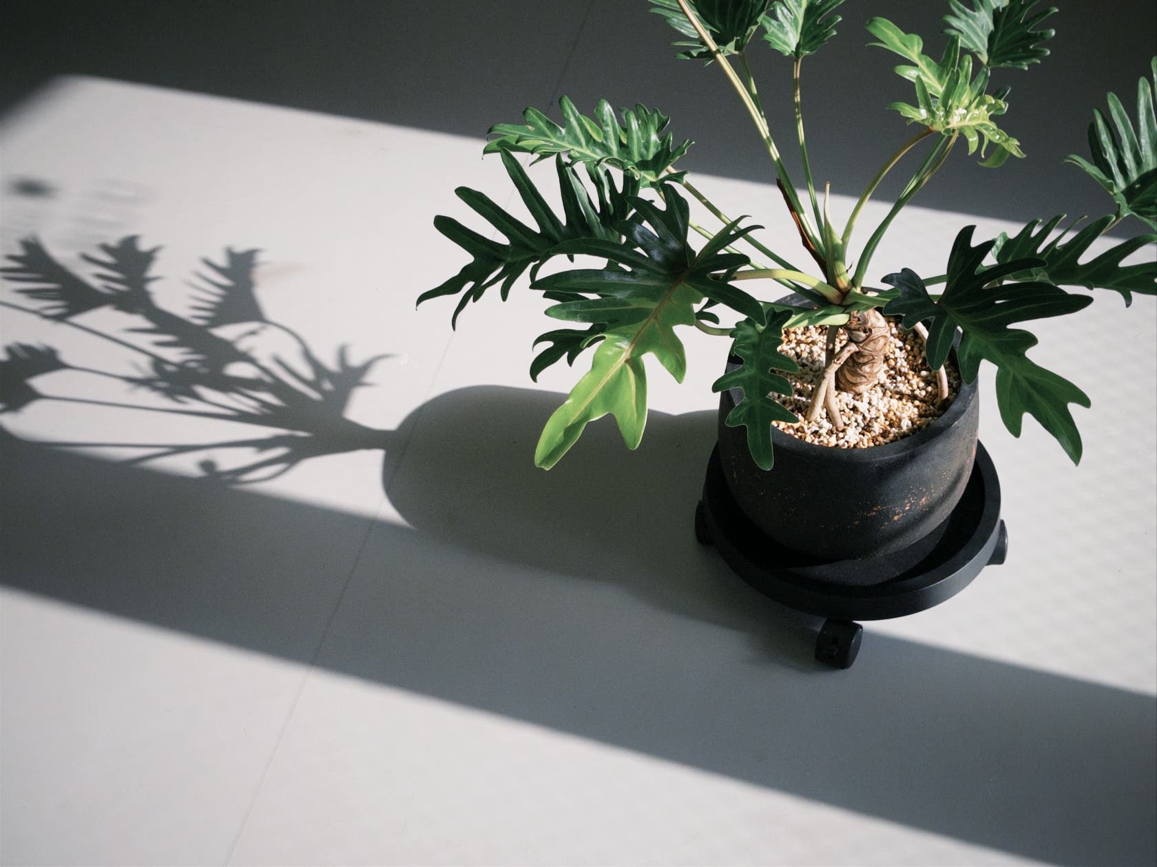 【new】自然光◎撮影・ポートレートに最適なスタジオ| 東府中7分・大国魂神社近くの写真28