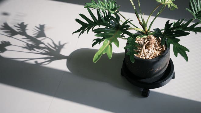 【new】自然光◎撮影・ポートレートに最適なスタジオ| 東府中7分・大国魂神社近くの写真28