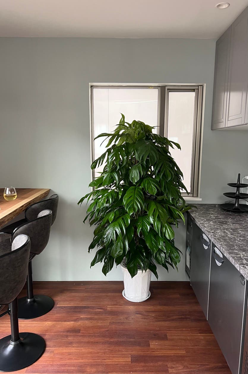 鎌倉の大仏から徒歩1分のカフェスペースの写真5