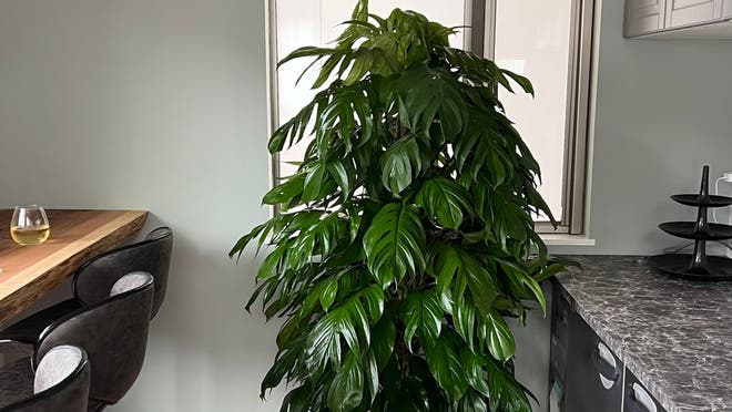 鎌倉の大仏から徒歩1分のカフェスペースの写真5