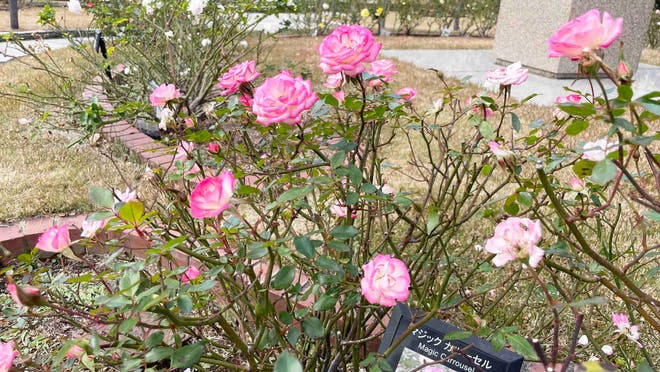 【2025年12月オープン!】水道橋駅から徒歩5分シーズスタジオ 水道橋店 / カメラ一つで撮影が出来る本格フォトスタジオの写真13