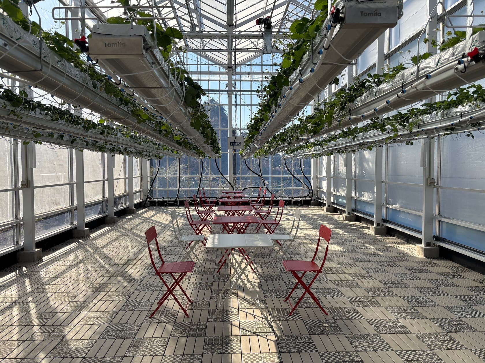 天井7.5Mから苺が吊り下がる「苺空間」を多目的にご利用可能。夜はライトアップ。湘南、貸切パーティー、ロング会議、フォト婚、苺狩の写真1