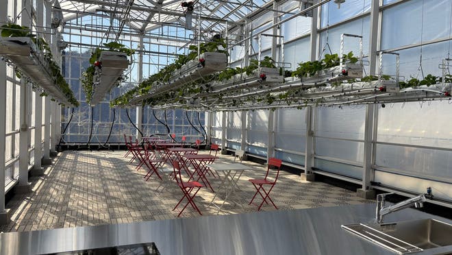 天井7.5Mから苺が吊り下がる「苺空間」を多目的にご利用可能。夜はライトアップ。湘南、貸切パーティー、ロング会議、フォト婚、苺狩の写真2