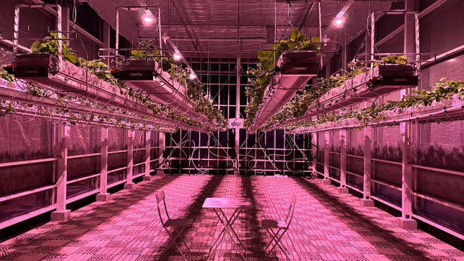 天井7.5Mから苺が吊り下がる「苺空間」を多目的にご利用可能。夜はライトアップ。湘南、貸切パーティー、ロング会議、フォト婚、苺狩の写真4