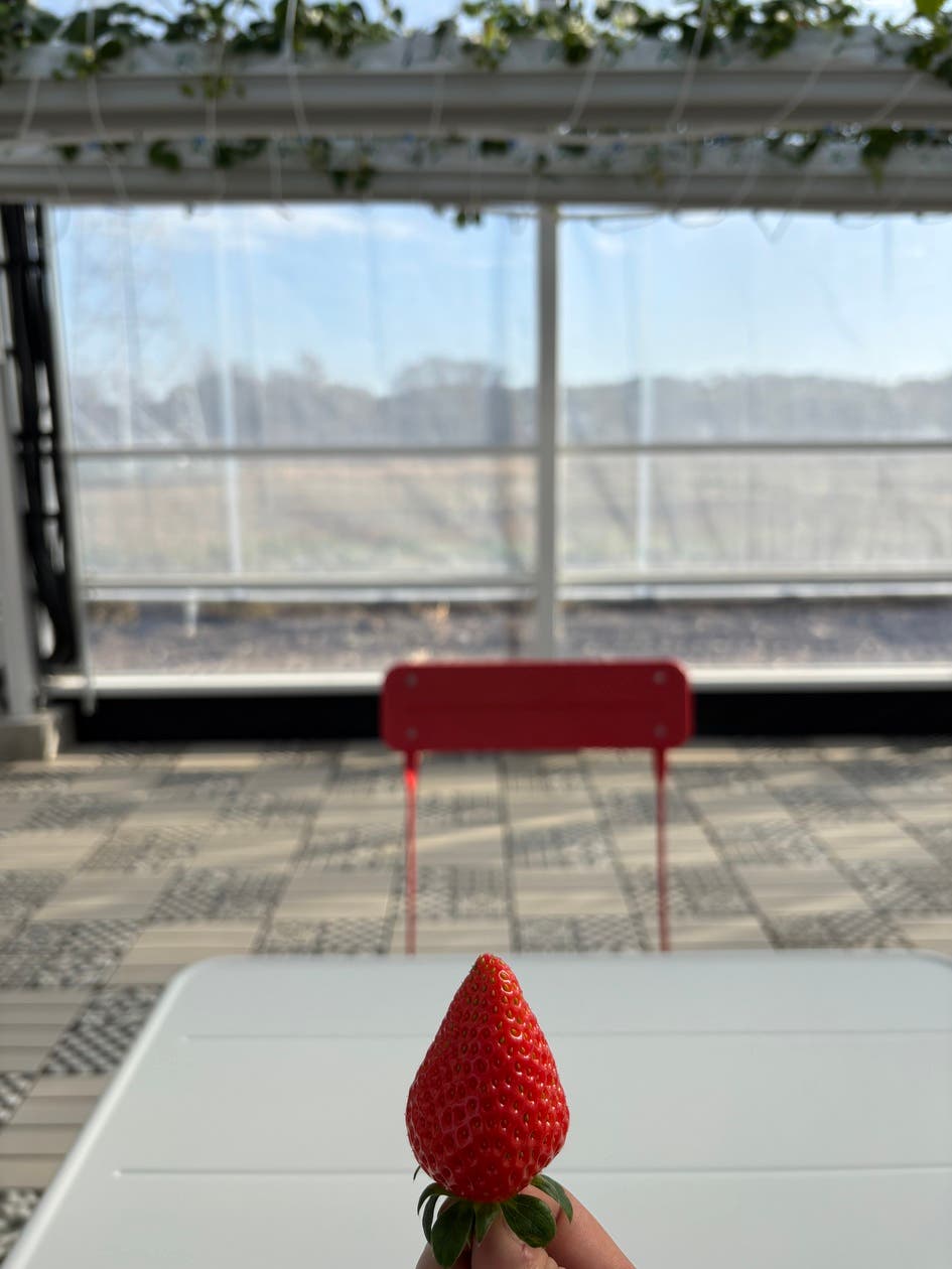 天井7.5Mから苺が吊り下がる「苺空間」を多目的にご利用可能。夜はライトアップ。湘南、貸切パーティー、ロング会議、フォト婚、苺狩の写真5