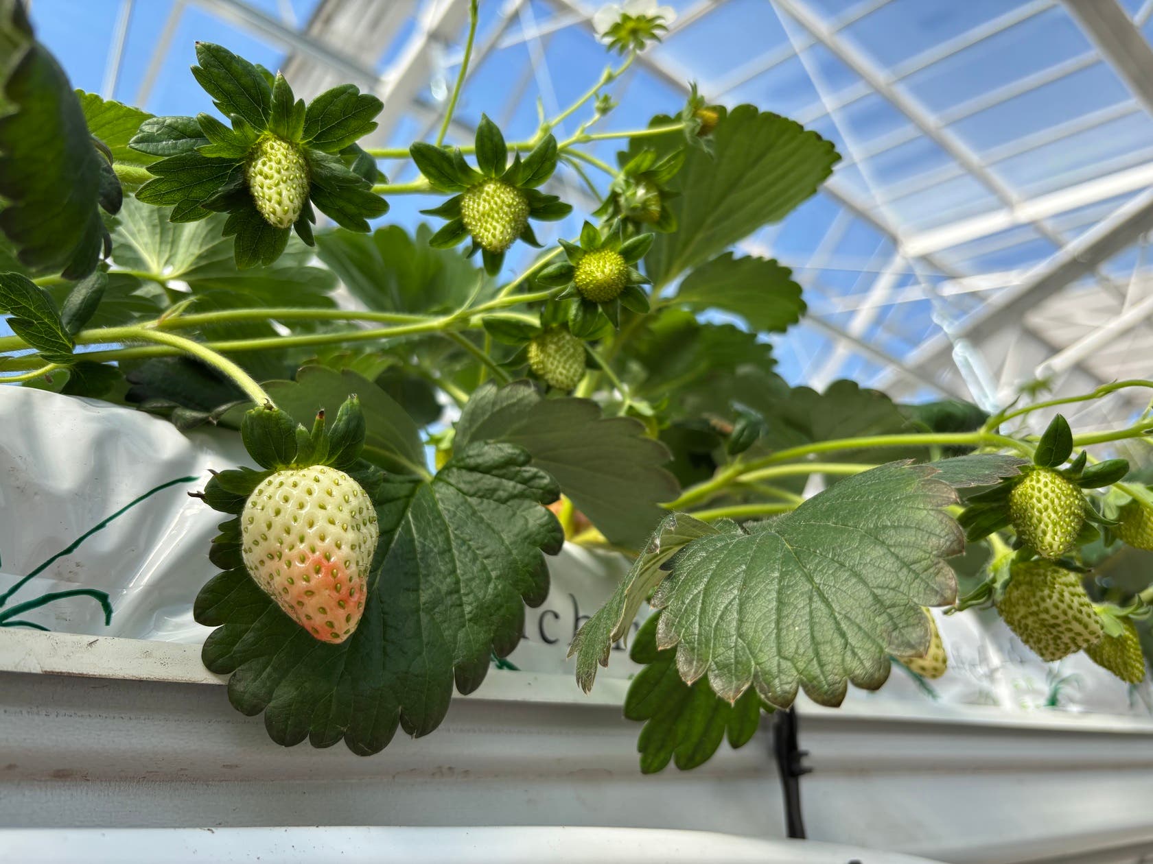 天井7.5Mから苺が吊り下がる「苺空間」を多目的にご利用可能。夜はライトアップ。湘南、貸切パーティー、ロング会議、フォト婚、苺狩の写真6