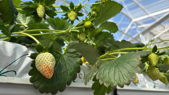 天井7.5Mから苺が吊り下がる「苺空間」を多目的にご利用可能。夜はライトアップ。湘南、貸切パーティー、ロング会議、フォト婚、苺狩の写真6