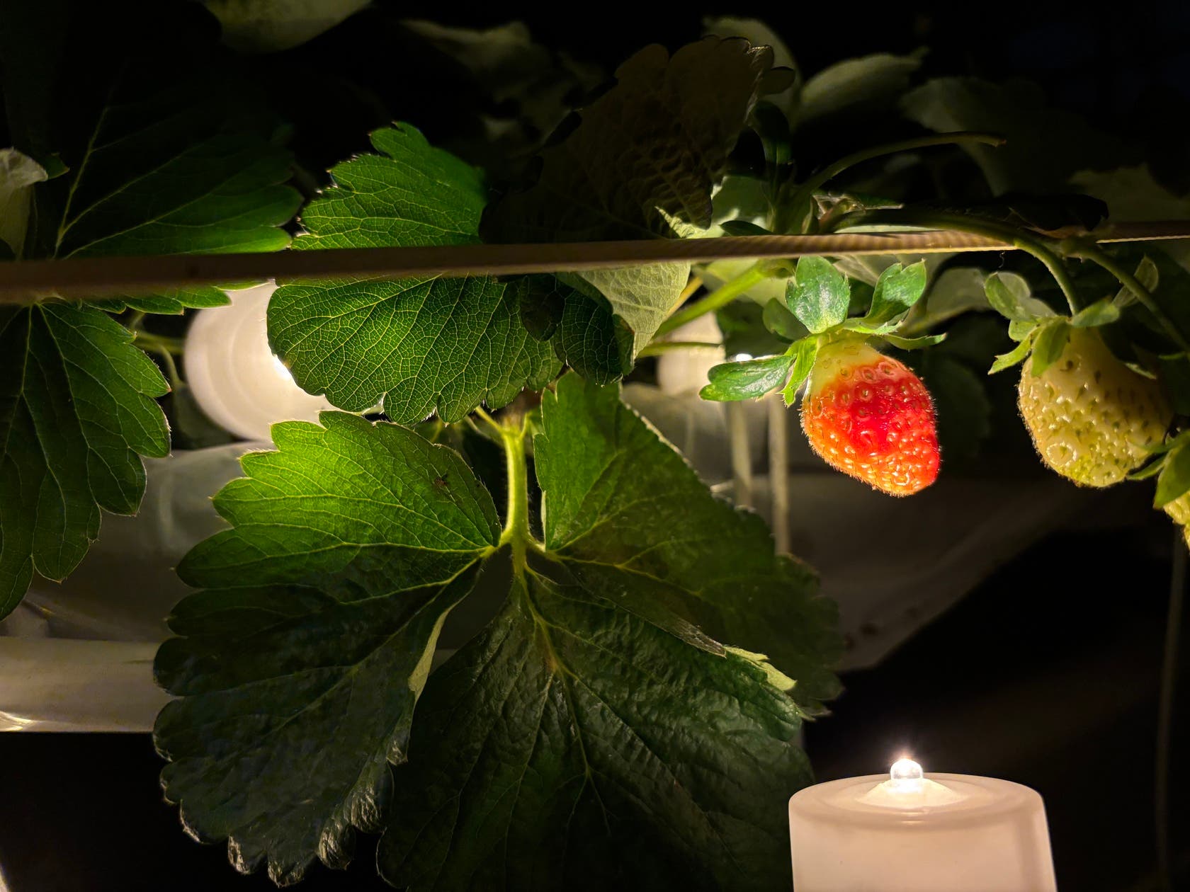 天井7.5Mから苺が吊り下がる「苺空間」を多目的にご利用可能。夜はライトアップ。湘南、貸切パーティー、ロング会議、フォト婚、苺狩の写真7