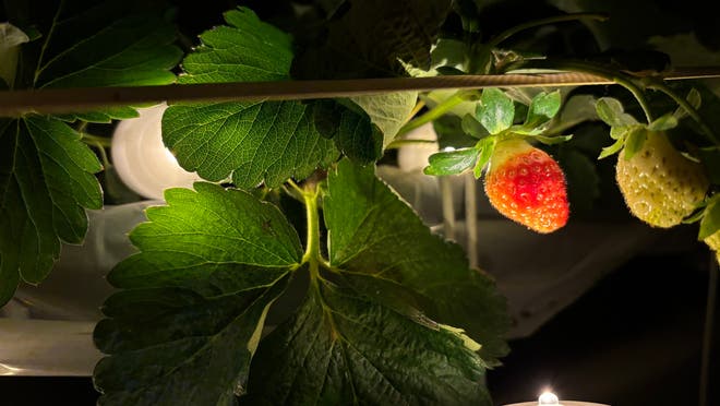 天井7.5Mから苺が吊り下がる「苺空間」を多目的にご利用可能。夜はライトアップ。湘南、貸切パーティー、ロング会議、フォト婚、苺狩の写真7