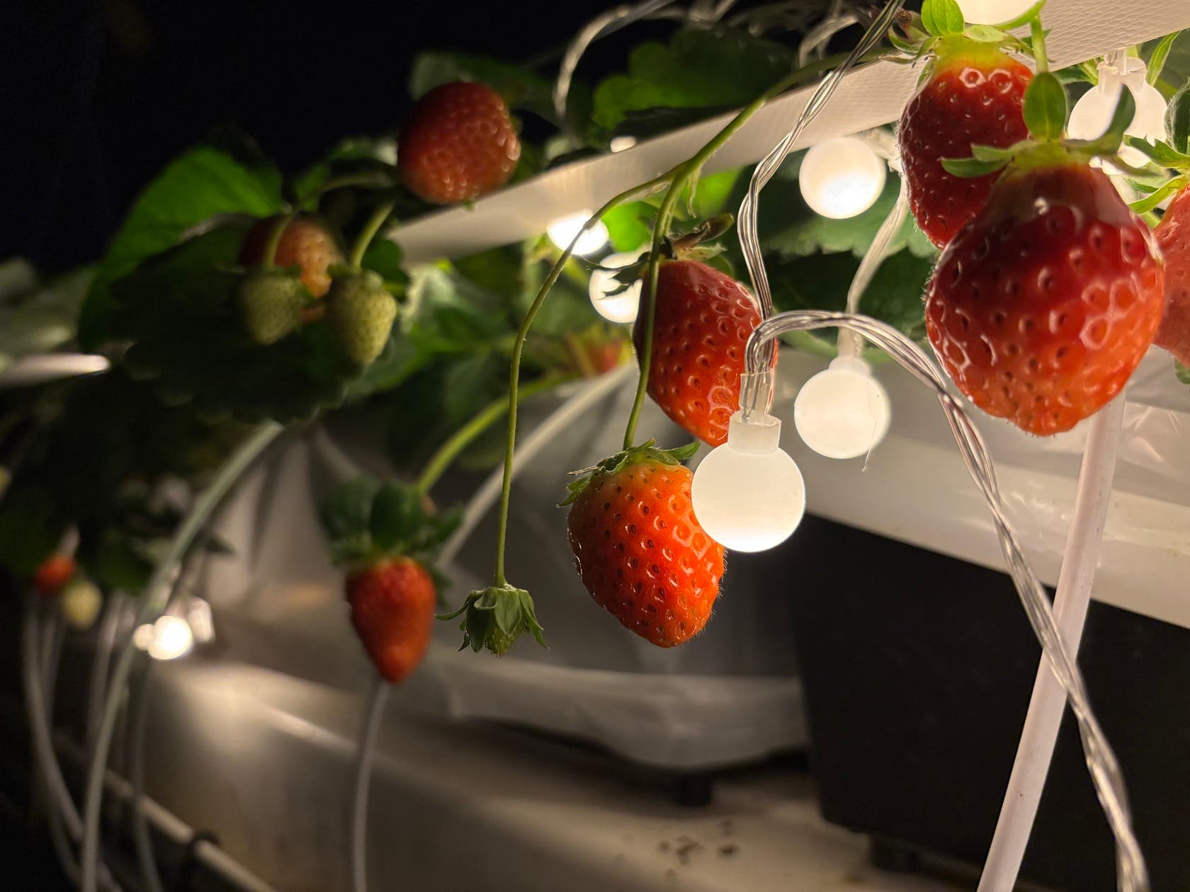 天井7.5Mから苺が吊り下がる「苺空間」を多目的にご利用可能。夜はライトアップ。湘南、貸切パーティー、ロング会議、フォト婚、苺狩の写真8