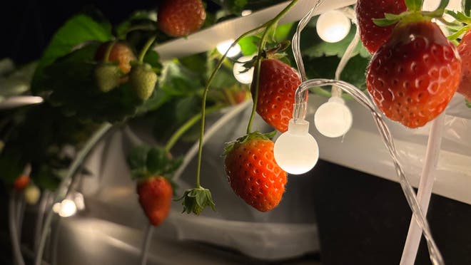 天井7.5Mから苺が吊り下がる「苺空間」を多目的にご利用可能。夜はライトアップ。湘南、貸切パーティー、ロング会議、フォト婚、苺狩の写真8