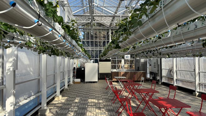 天井7.5Mから苺が吊り下がる「苺空間」を多目的にご利用可能。夜はライトアップ。湘南、貸切パーティー、ロング会議、フォト婚、苺狩の写真10