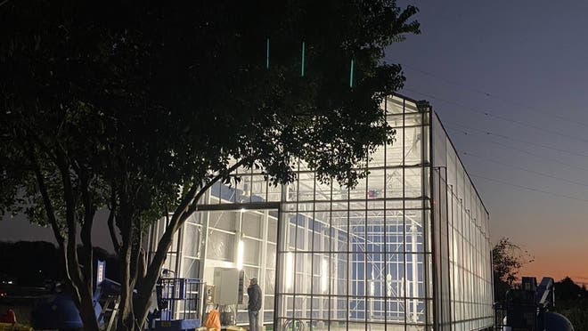 天井7.5Mから苺が吊り下がる「苺空間」を多目的にご利用可能。夜はライトアップ。湘南、貸切パーティー、ロング会議、フォト婚、苺狩の写真12