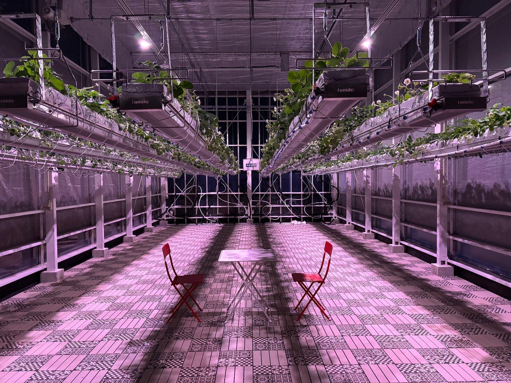 天井7.5Mから苺が吊り下がる「苺空間」を多目的にご利用可能。夜はライトアップ。湘南、貸切パーティー、ロング会議、フォト婚、苺狩の写真14