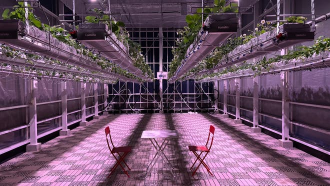 天井7.5Mから苺が吊り下がる「苺空間」を多目的にご利用可能。夜はライトアップ。湘南、貸切パーティー、ロング会議、フォト婚、苺狩の写真14