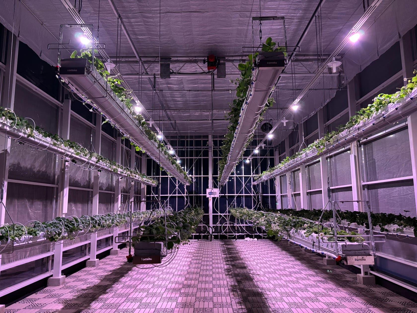 天井7.5Mから苺が吊り下がる「苺空間」を多目的にご利用可能。夜はライトアップ。湘南、貸切パーティー、ロング会議、フォト婚、苺狩の写真15