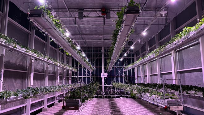 天井7.5Mから苺が吊り下がる「苺空間」を多目的にご利用可能。夜はライトアップ。湘南、貸切パーティー、ロング会議、フォト婚、苺狩の写真15