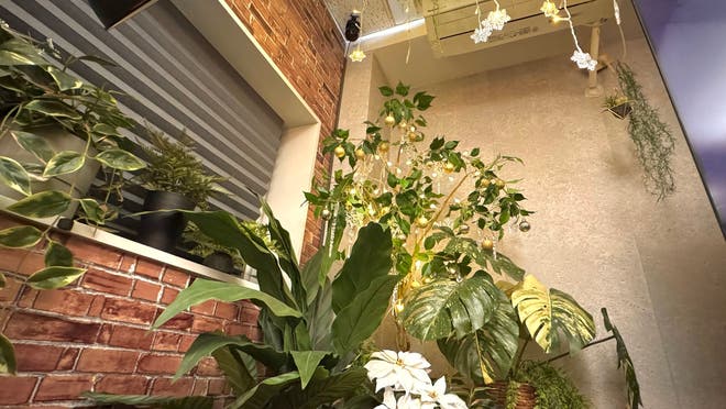 ❄️冬のイルミネーション開催中!!✨神田駅徒歩5分🚃本格電気式ピザ窯🍕75インチ大画面テレビ📺 14名ソファー席🛋️の写真5