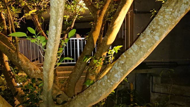 FOREST BIRD JUDOハウスの写真15