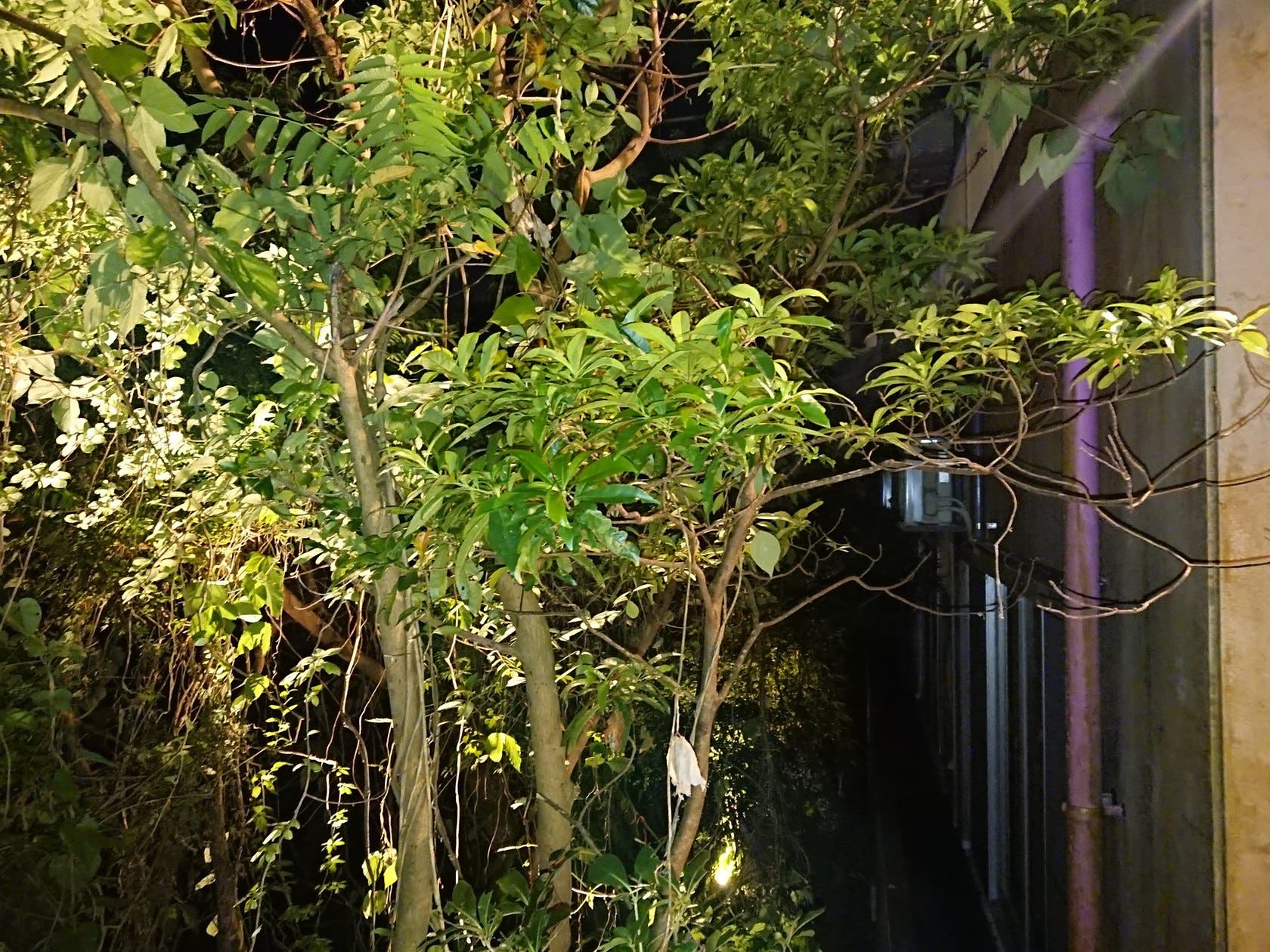 FOREST BIRD JUDOハウスの写真16