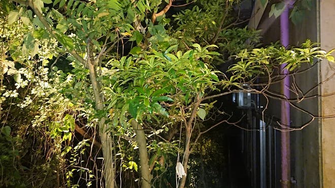 FOREST BIRD JUDOハウスの写真16