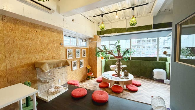 猫との空間を貸切利用の写真1