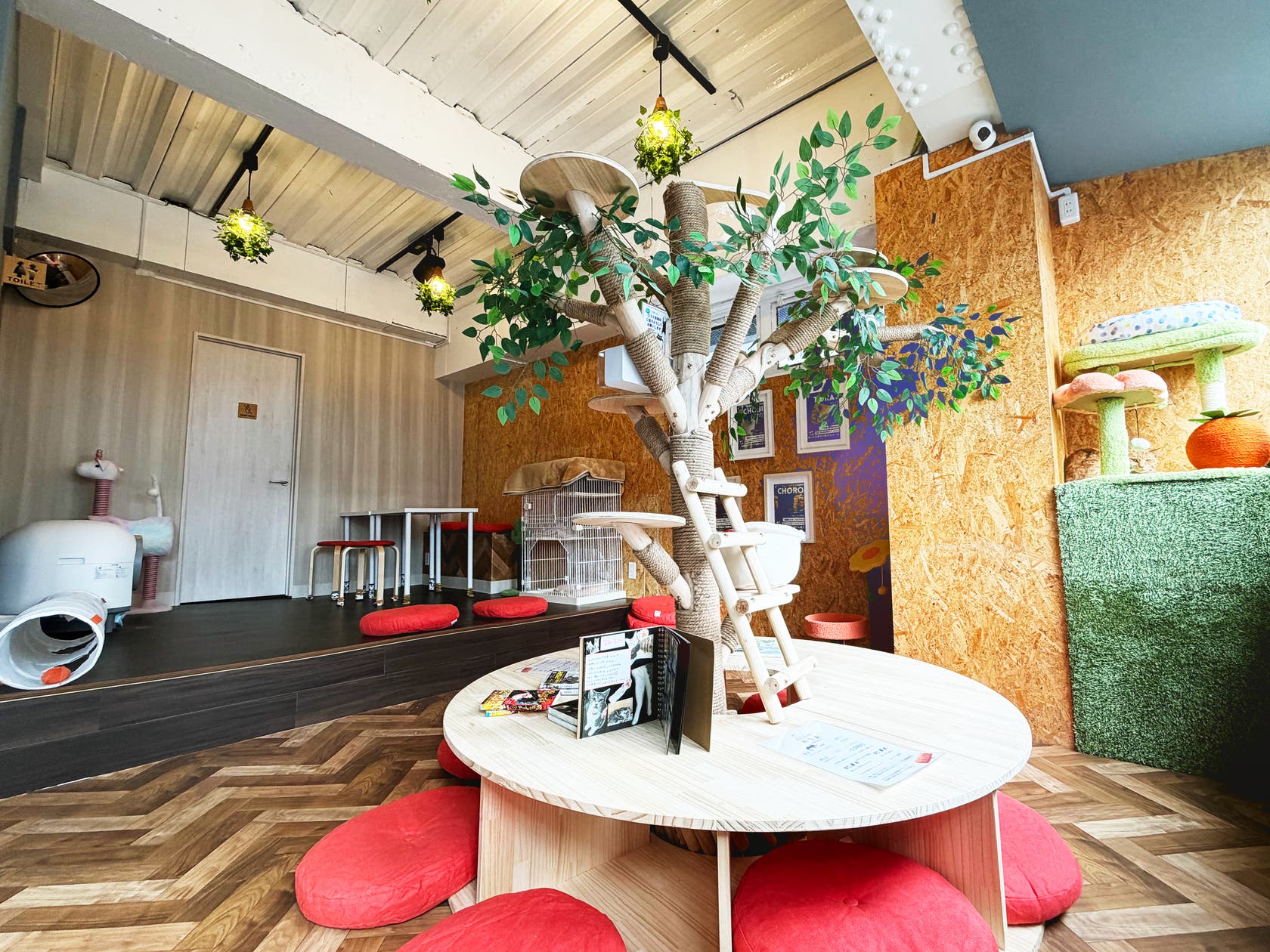 猫との空間を貸切利用の写真2