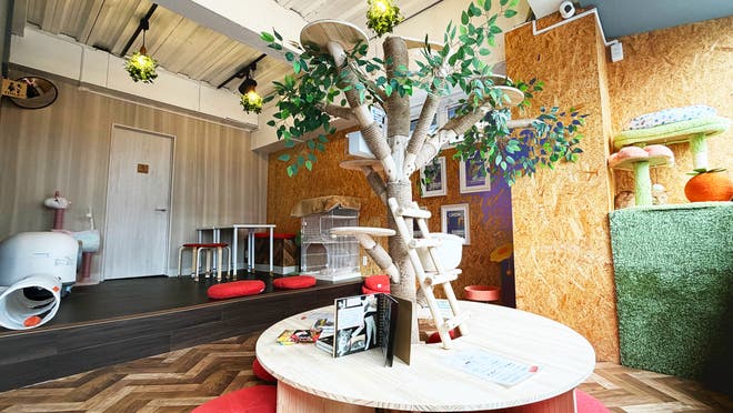 猫との空間を貸切利用の写真2