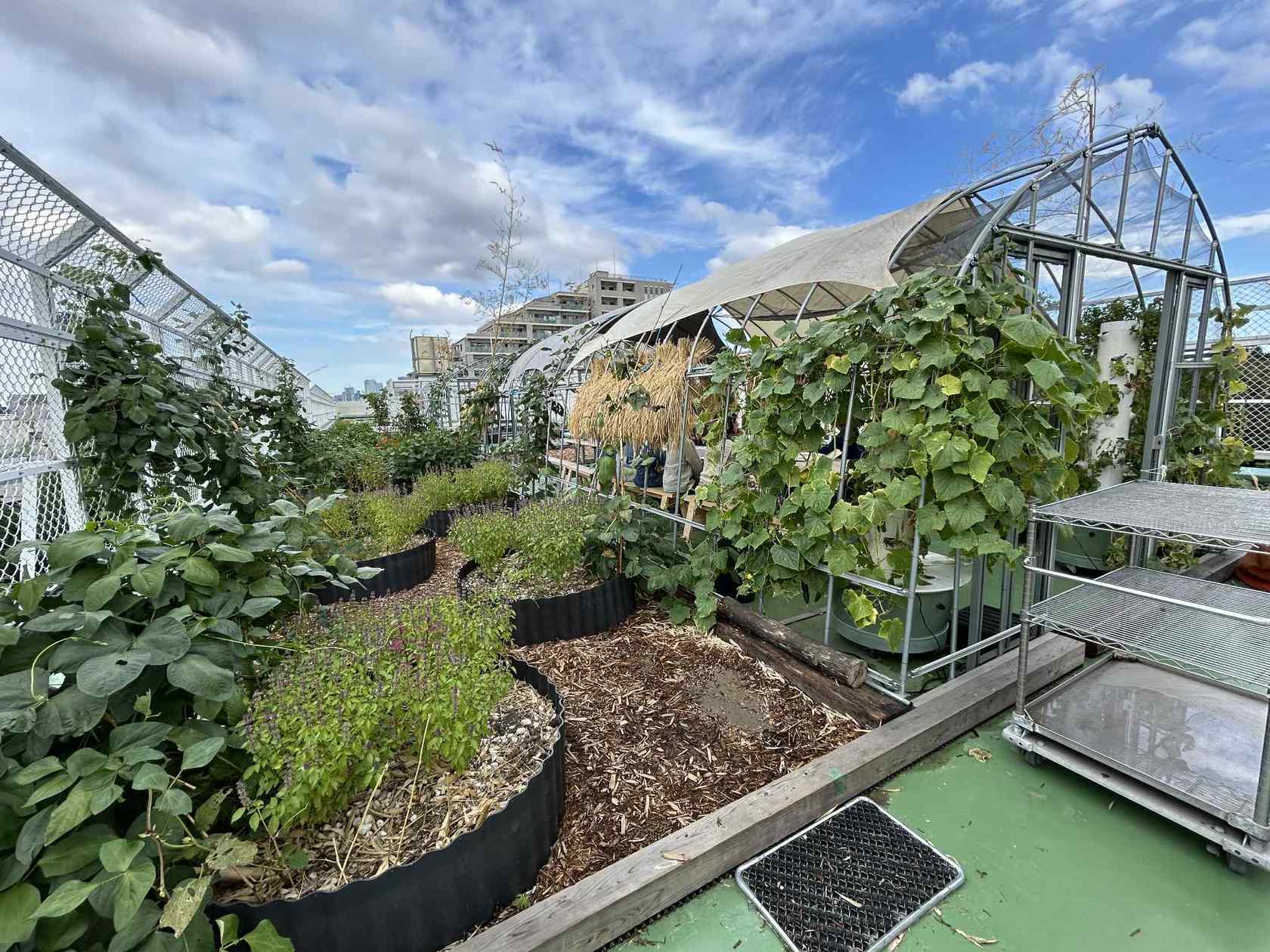 渋谷から一駅の池尻に誕生した、都会で人と自然がつながるルーフトップファームの写真8
