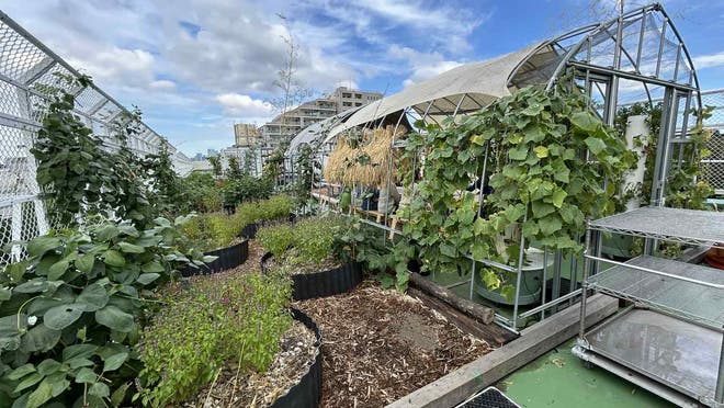 渋谷から一駅の池尻に誕生した、都会で人と自然がつながるルーフトップファームの写真8