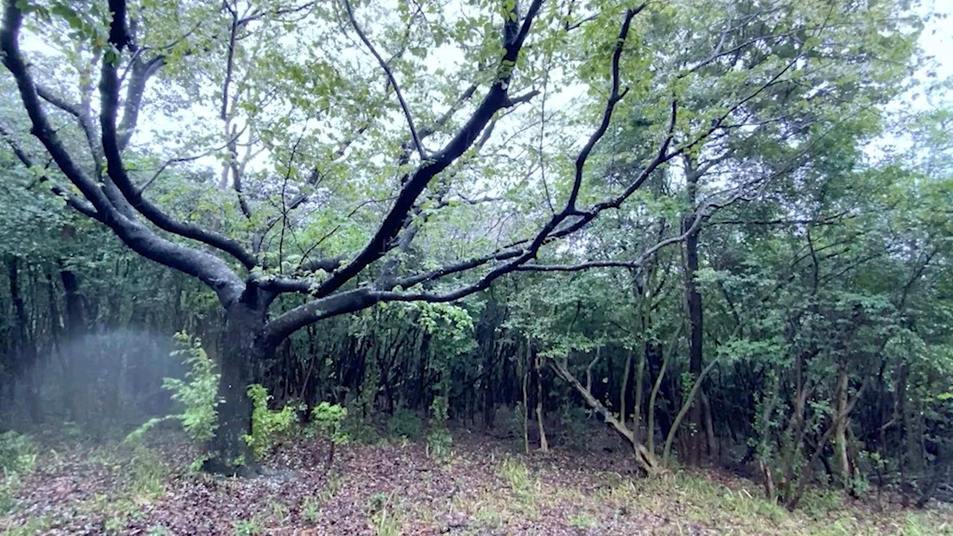 静かで穏やかな自然の山の中で、MVやドラマなど撮影してみてはいかがでしょうか？の写真4