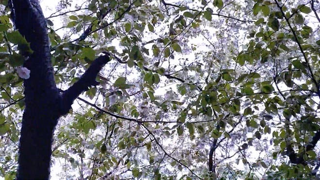 静かで穏やかな自然の山の中で、MVやドラマなど撮影してみてはいかがでしょうか?の写真2