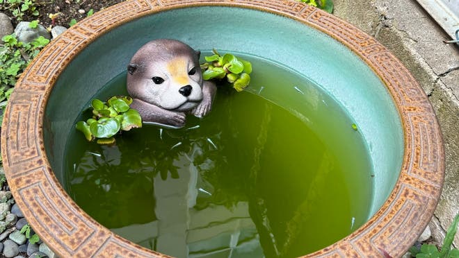 森に迷い込んだかのような庭。の写真3