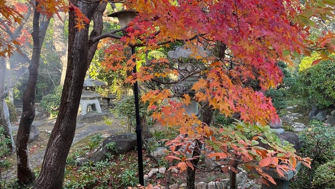 日本庭園つき茶室 Traditional tea house with Japanese garden の写真10
